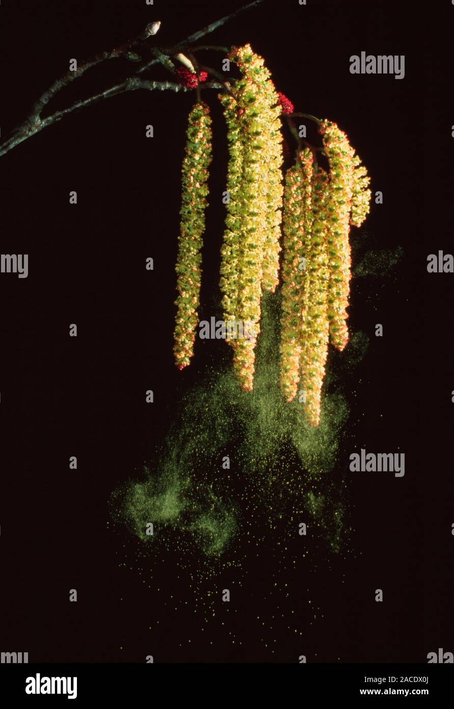 Alder pollen. Macrophotograph of pollen falling from the male flowers ...