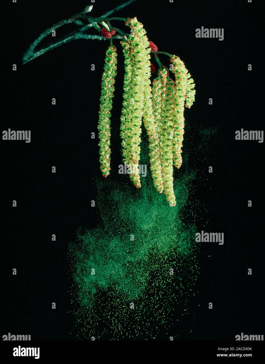 Pollen dispersal by wind, showing the male flowers (catkins) of the ...