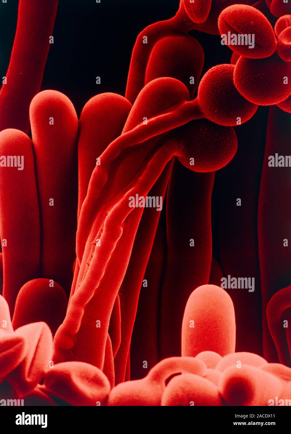 False-colour scanning electron micrograph (SEM) of pollen grains ...