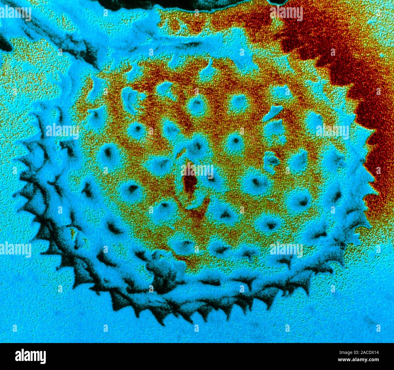 False-colour scanning electron micrograph (SEM) showing a pollen grain ...