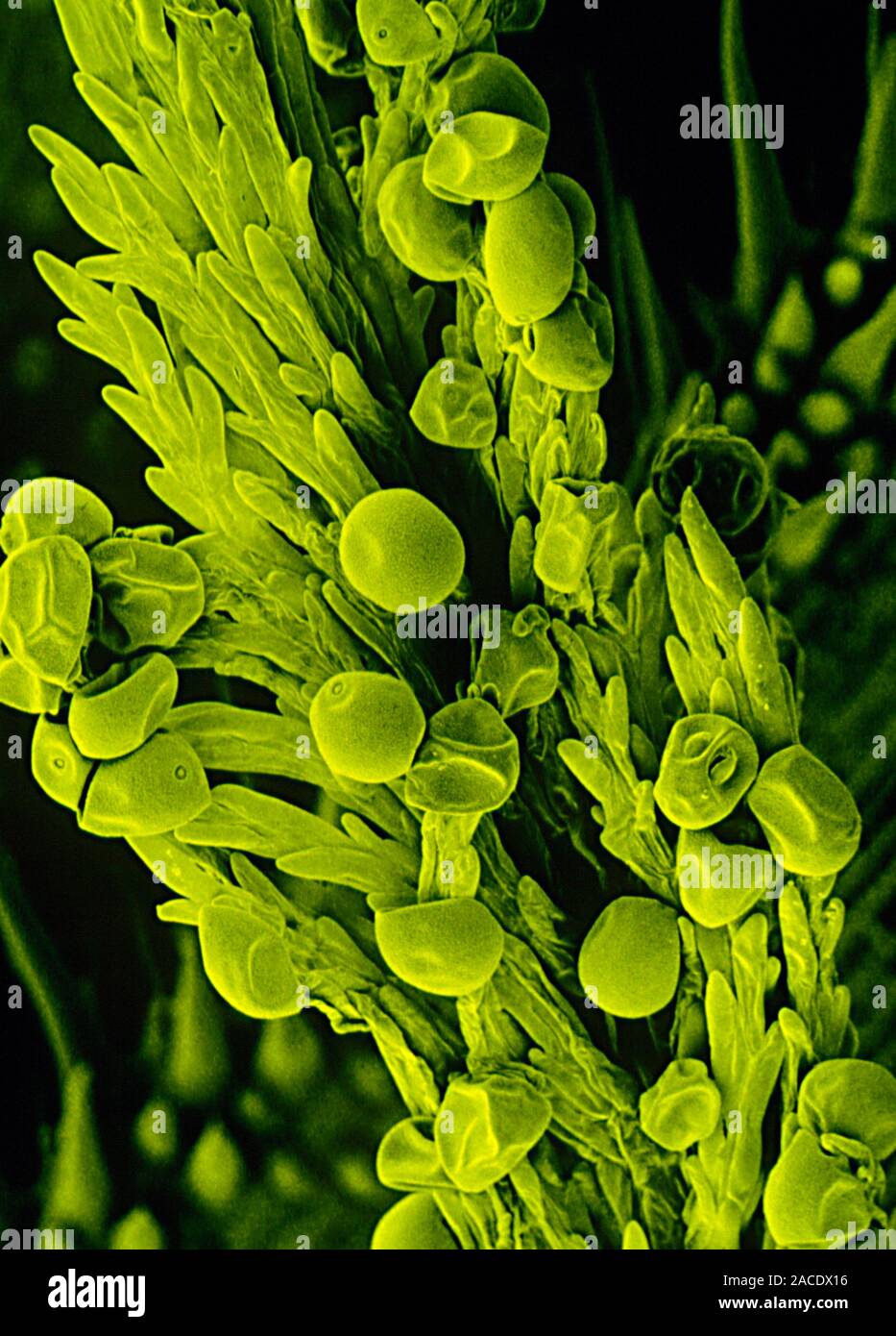 Coloured Scanning Electron Micrograph Sem Of Pollen Grains Clustered To The Stigma Of The