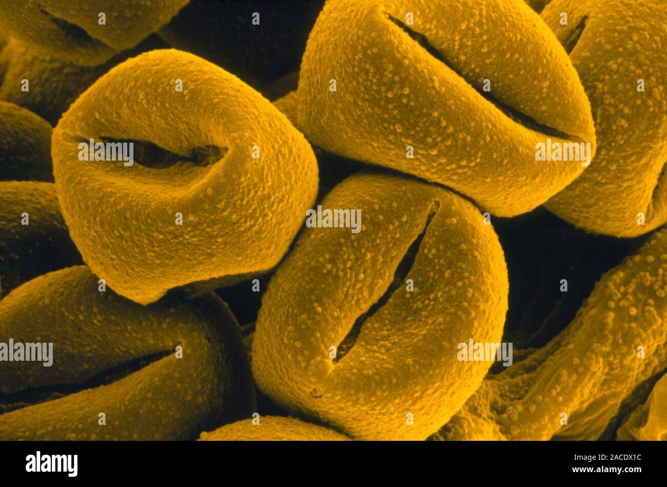 False colour scanning electron micrograph (SEM) of pollen grains from ...