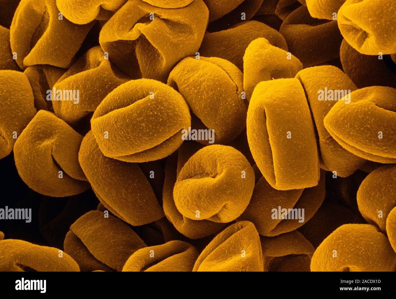 False colour scanning electron micrograph (SEM) of pollen grains from ...