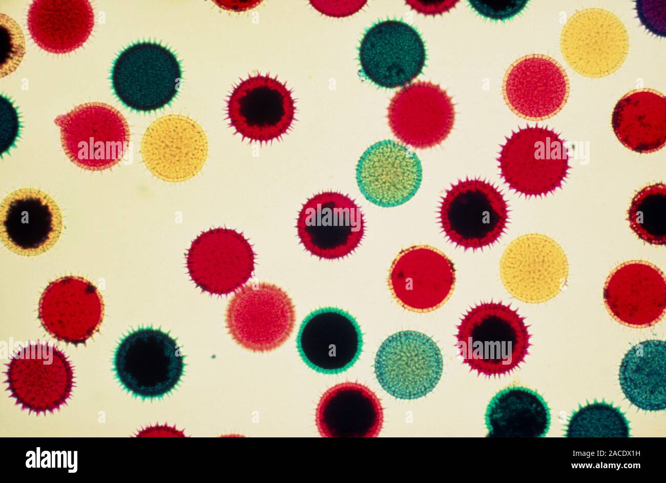 Light micrograph of pollen grains of the hollyhock ( Malvaceae ). The ...