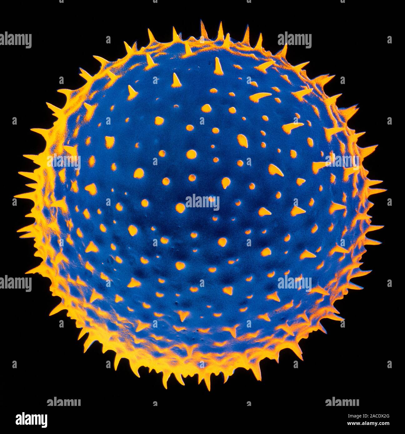 False-colour scanning electron micrograph (SEM) of a pollen grain of ...