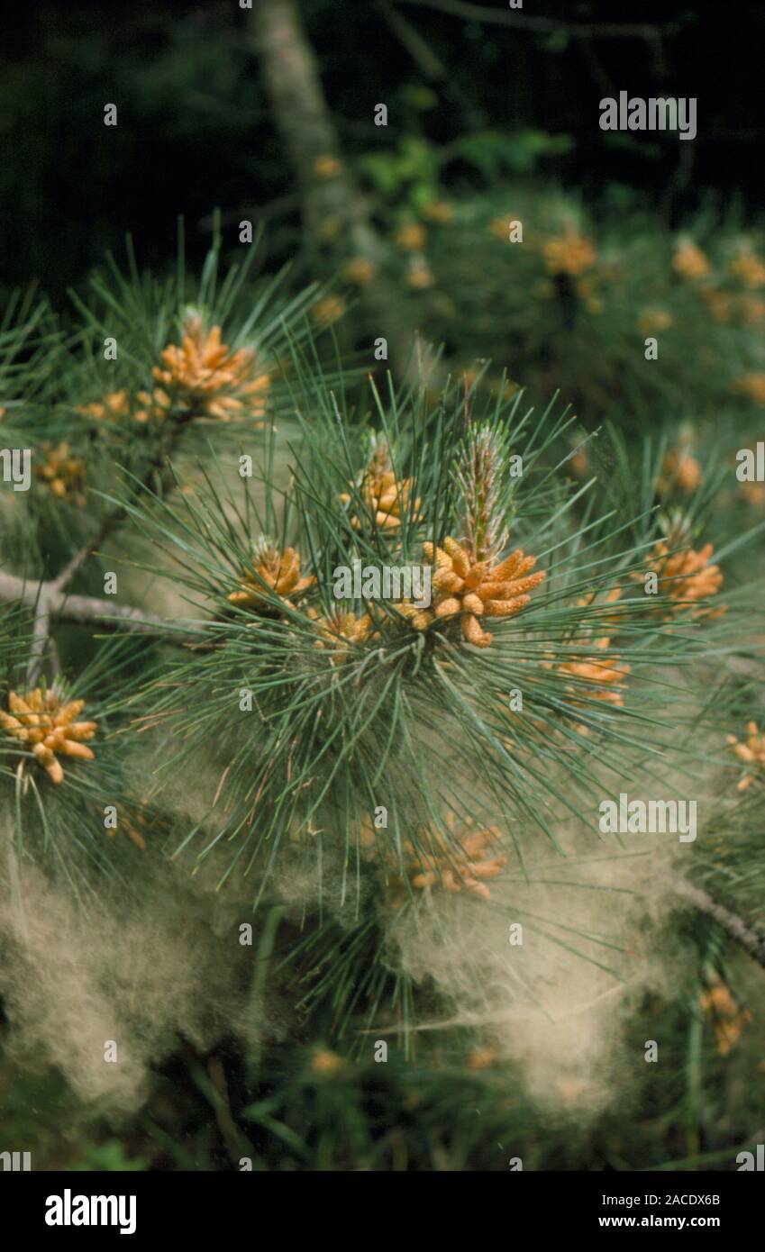 Clouds of pollen being shed from the male cones of a Corsican pine ...