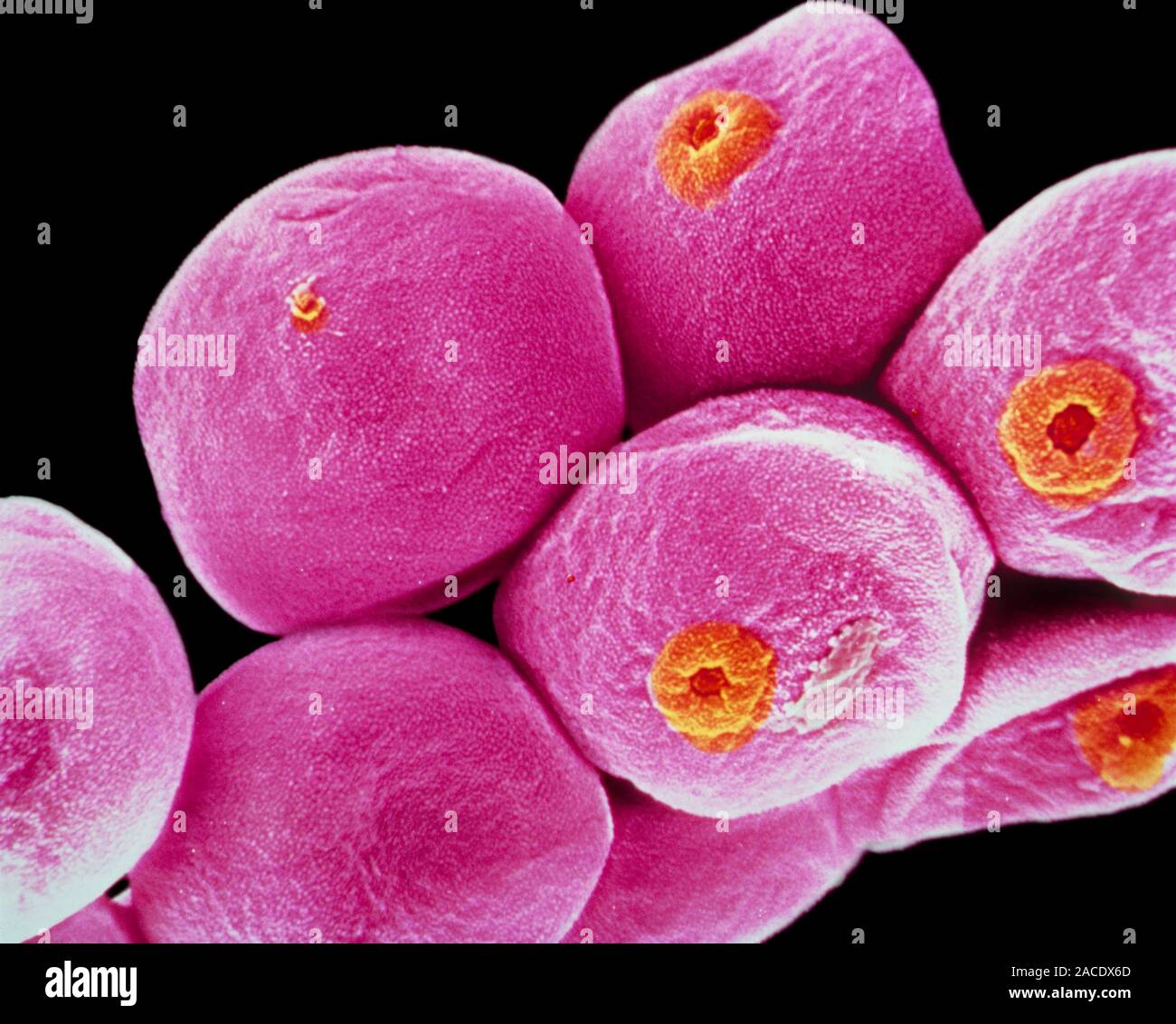 Grass pollen. Coloured Scanning Electron Micrograph (SEM) of a cluster ...