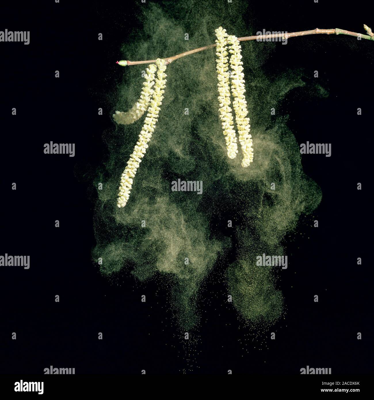 Clouds of pollen being shed from the male catkins of a hazel tree ...