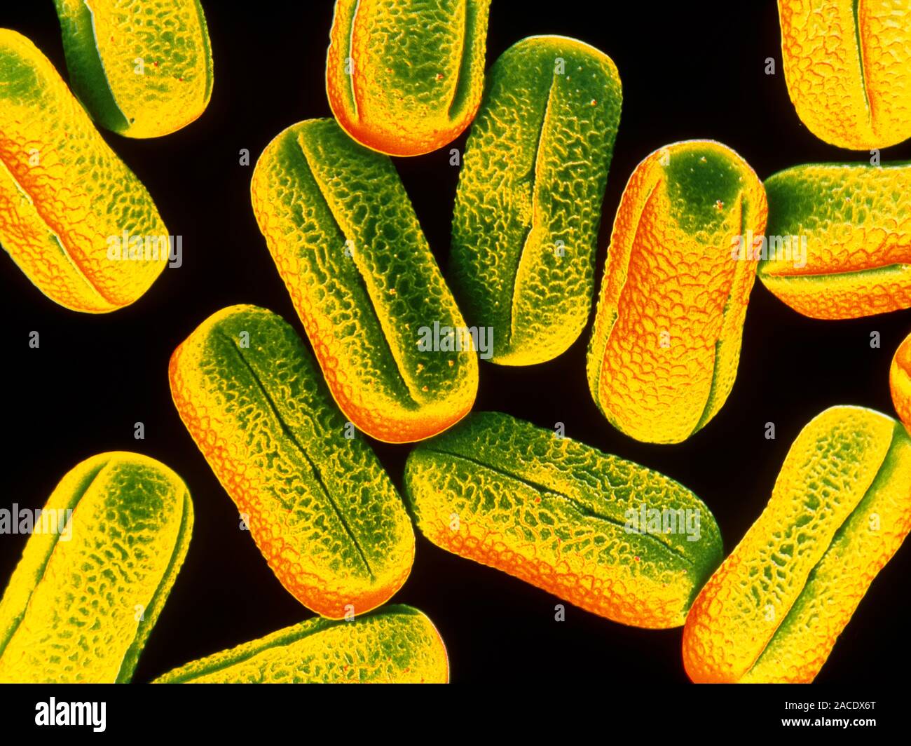 False-colour scanning electron micrograph of pollen from the pea plant ...
