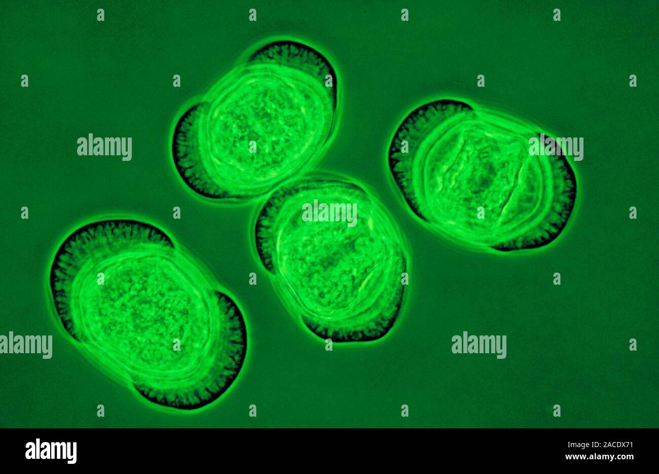 Light micrograph of winged pollen grains from a cedar of Lebanon tree ...