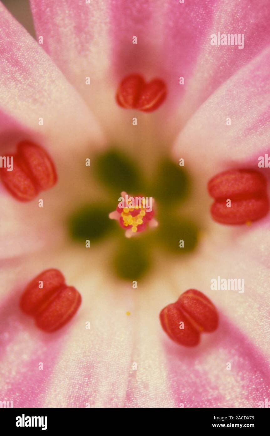 Stereomicroscope photograph of a flower of Herb Robert, Geranium ...