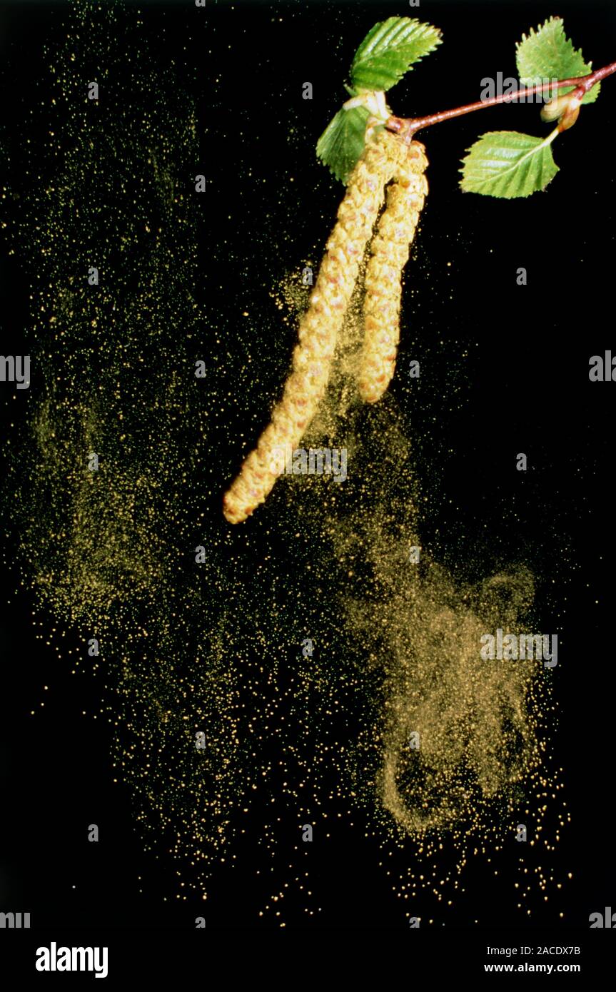 Wind dispersal of pollen from male flowers of the silver birch tree ...