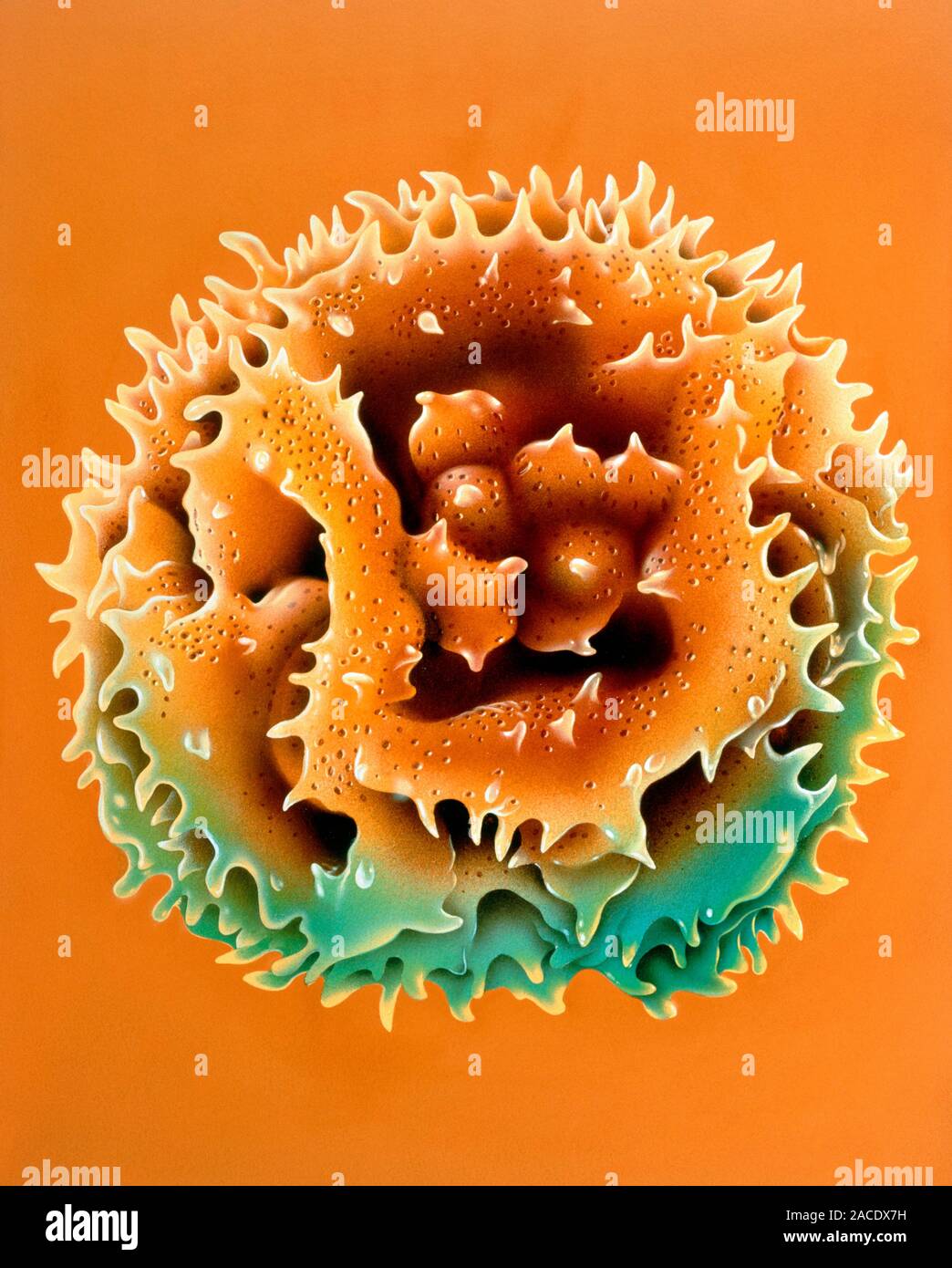 Illustration of a pollen grain. Pollen are the minute male spores ...
