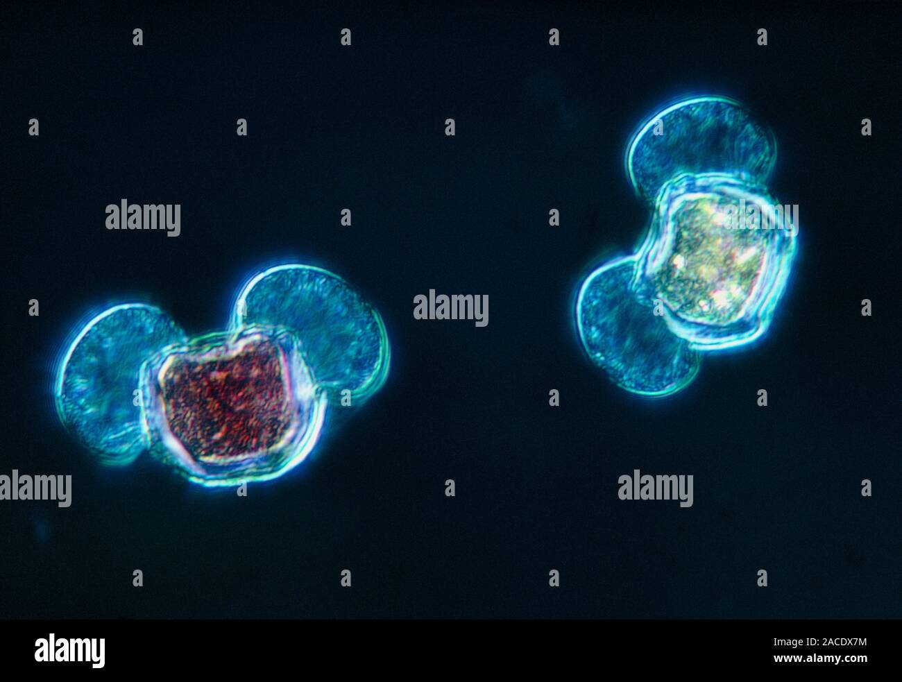 Light micrograph of winged pollen grains of Pinus sylvestris. Each ...