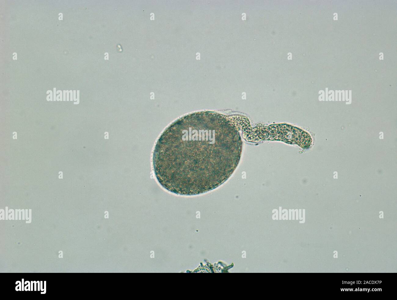 Light micrograph of a germinating pollen grain of the lily Lilium ...