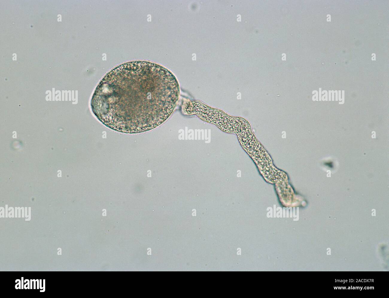Light micrograph of a germinating pollen grain of the lily Lilium ...