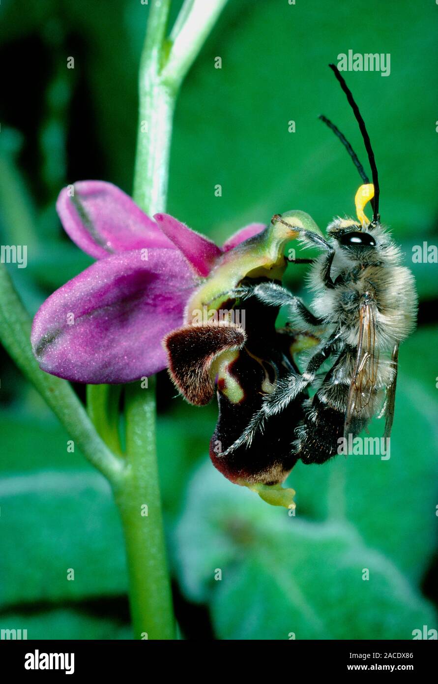 Long-horned bee Eucera longicornis pollinating an Ophrys scolopax ...
