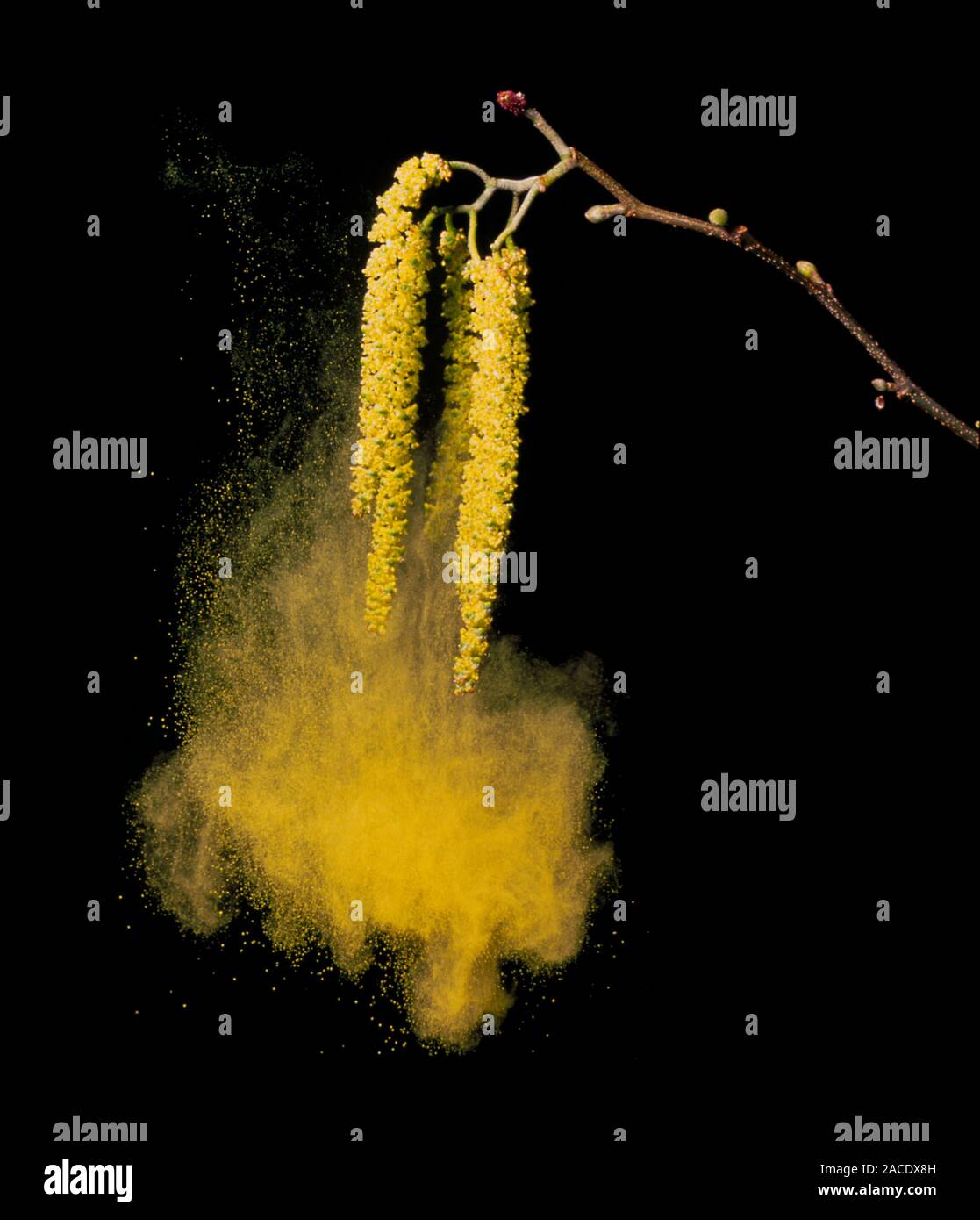 Wind dispersal of pollen from male catkins of the Italian alder tree ...