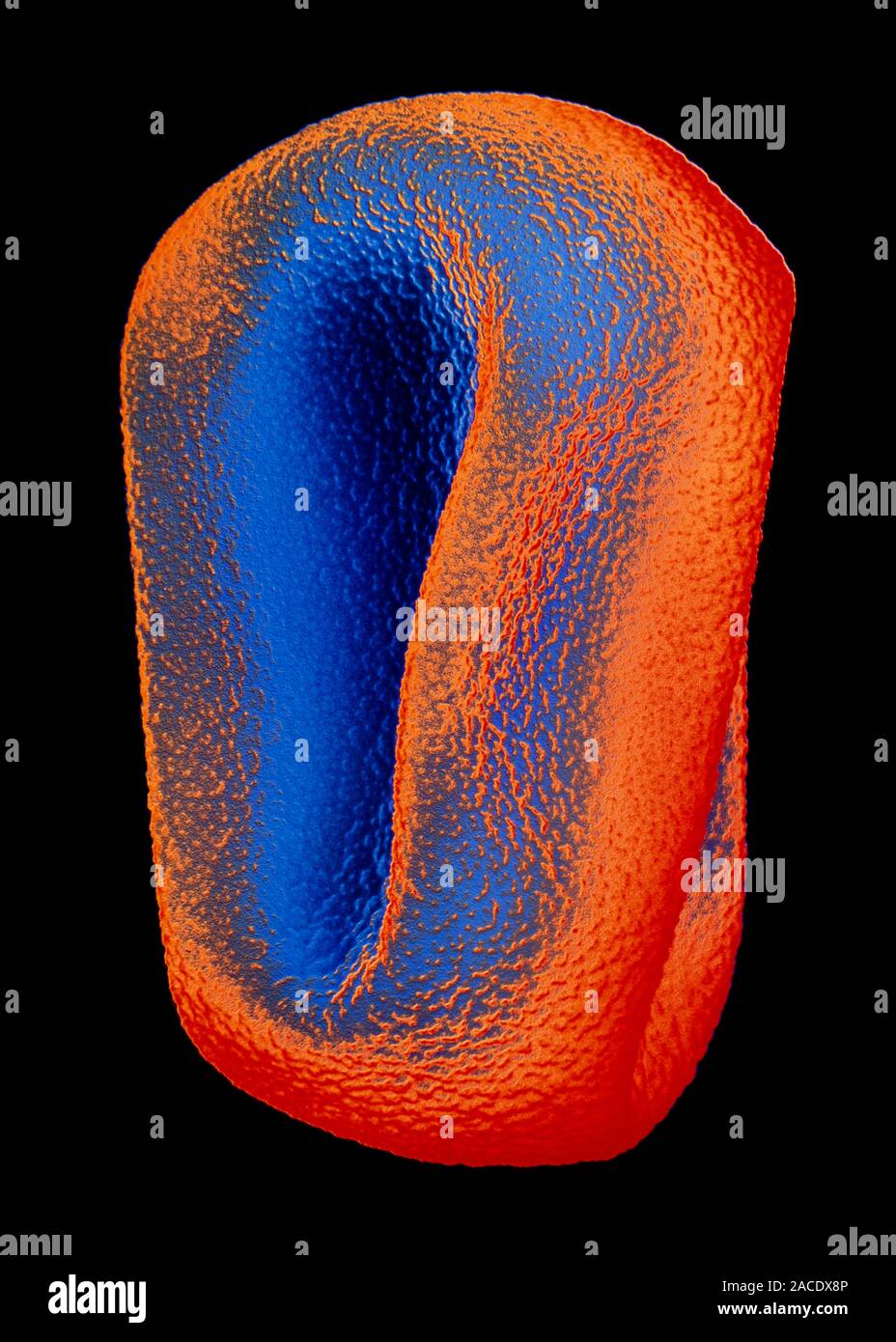 Coloured scanning electron micrograph of a single pollen grain from ...
