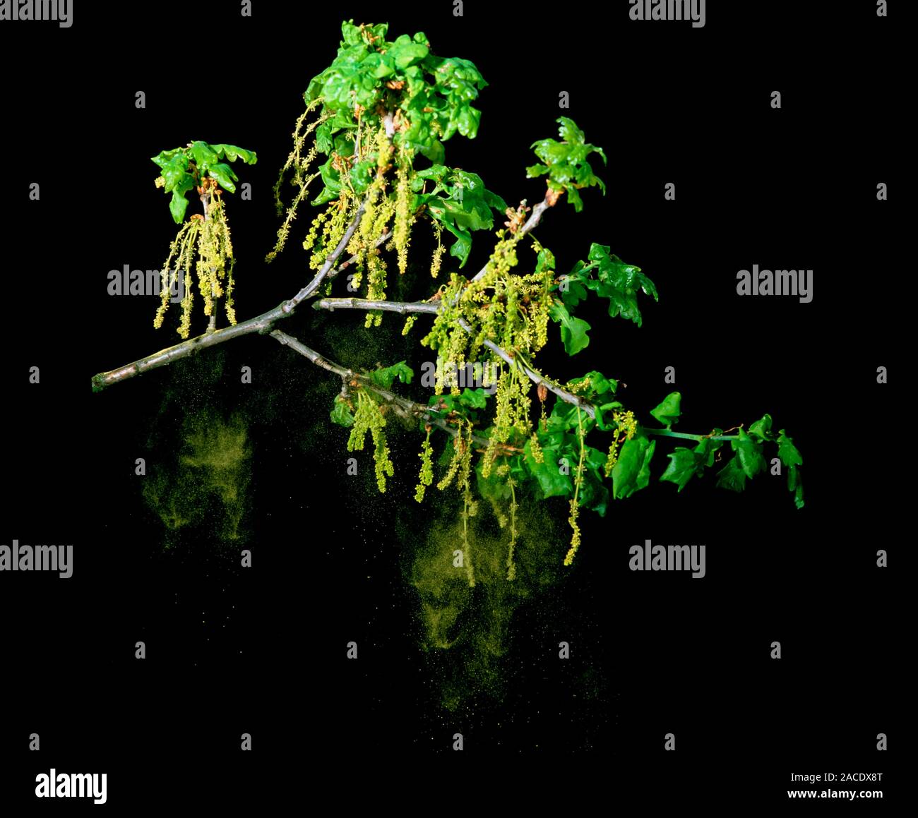 Shower of pollen. Wind dispersal of pollen from male catkin flowers of ...