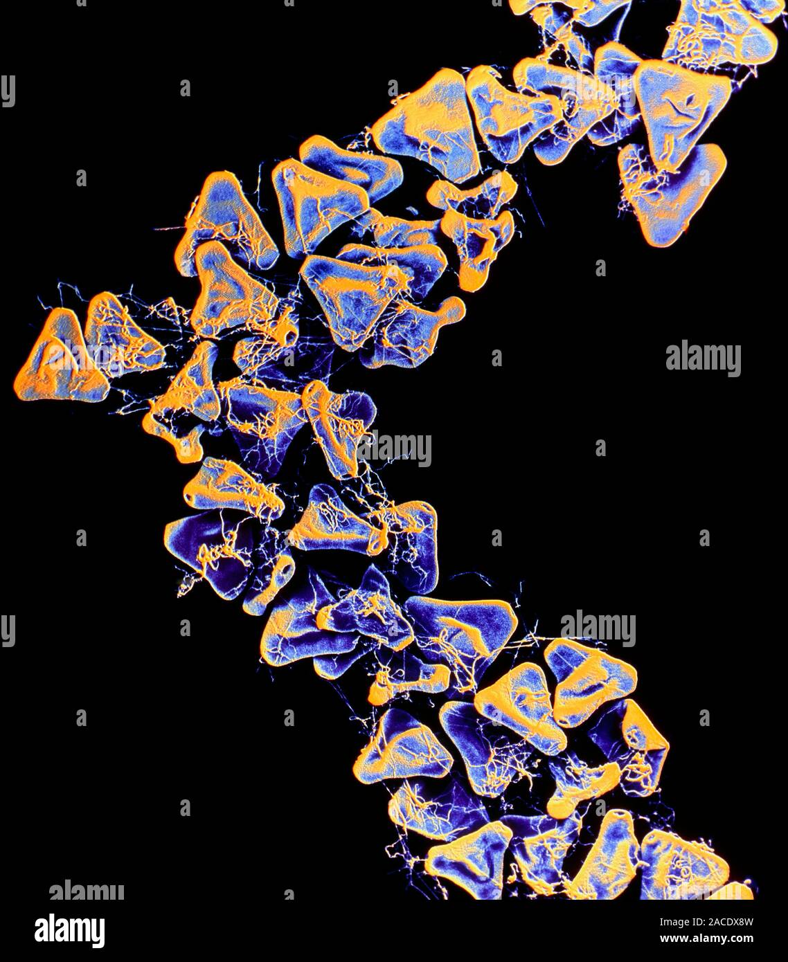 Coloured scanning electron micrograph of a string of pollen grains from ...