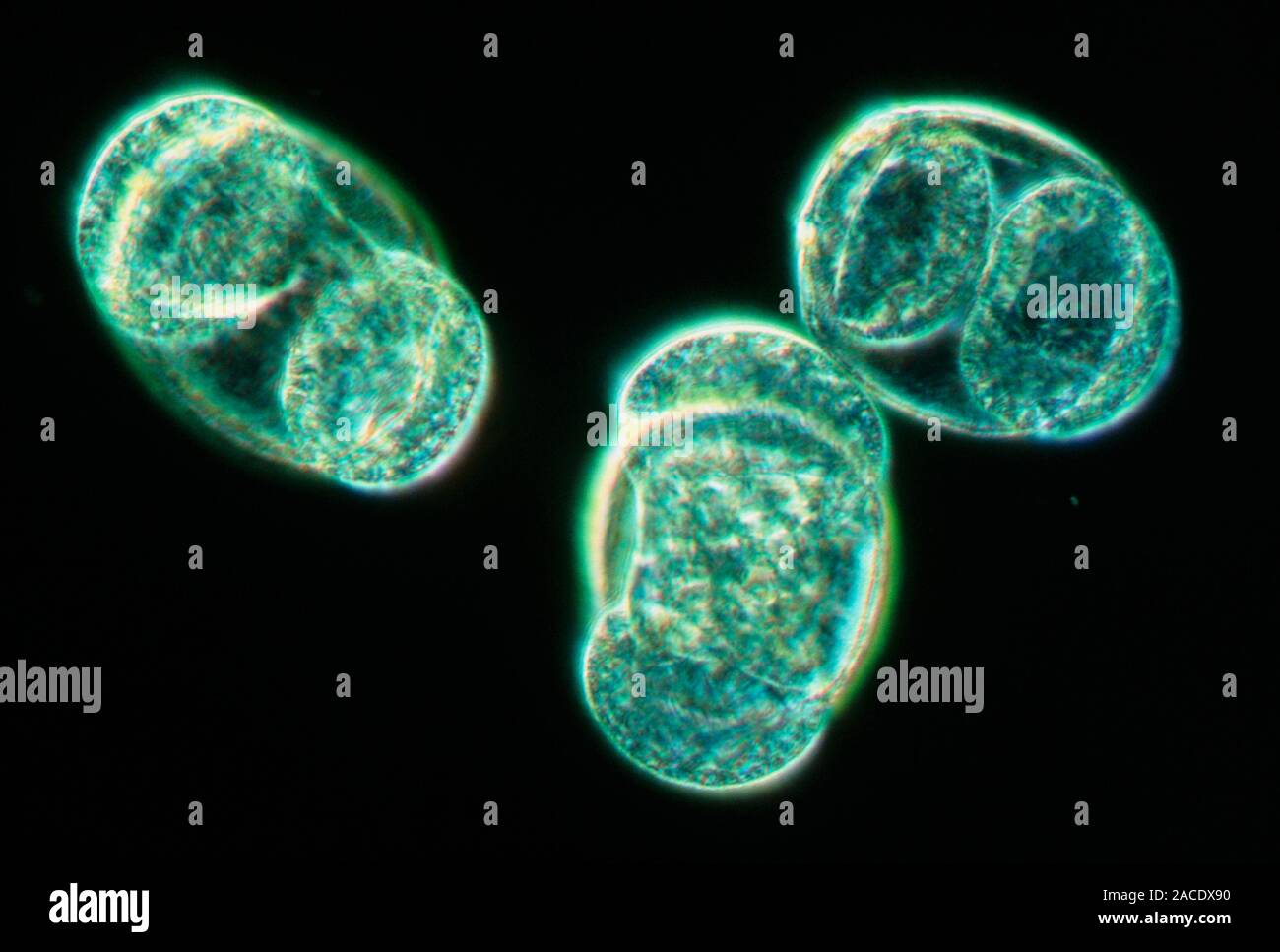Pine pollen. Light micrograph of winged pollen grains of a pine tree ...