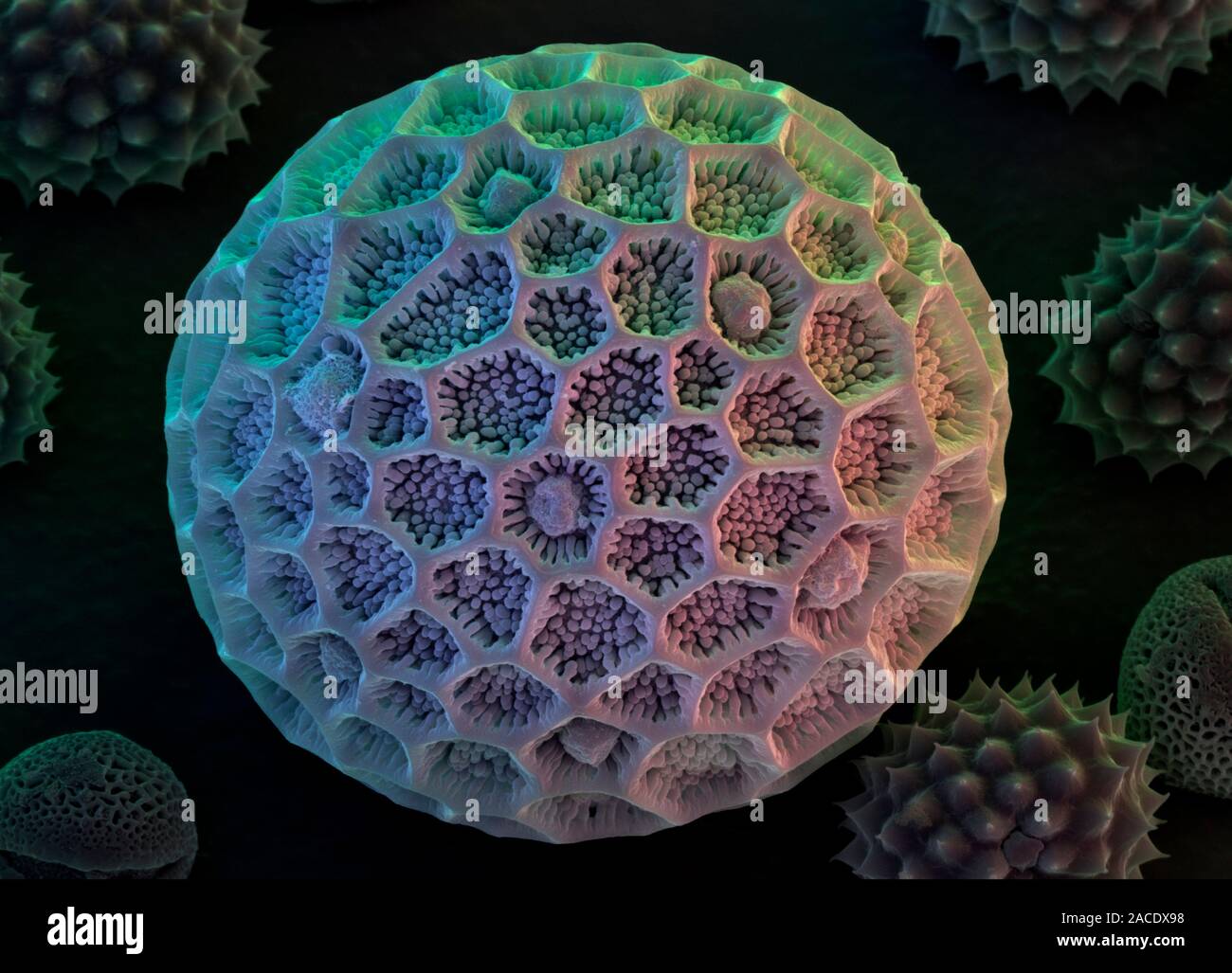 Polygonum pollen. Coloured Scanning Electron Micrograph (SEM) of a ...