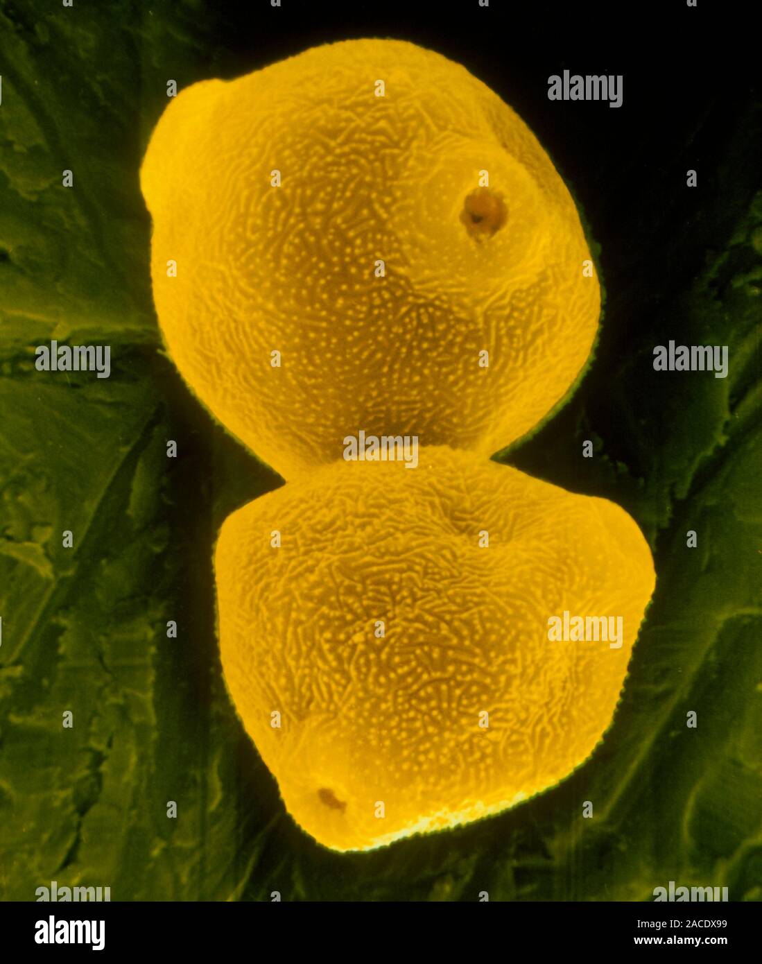 Birch pollen. Coloured Scanning Electron Micrograph (SEM) of two birch ...