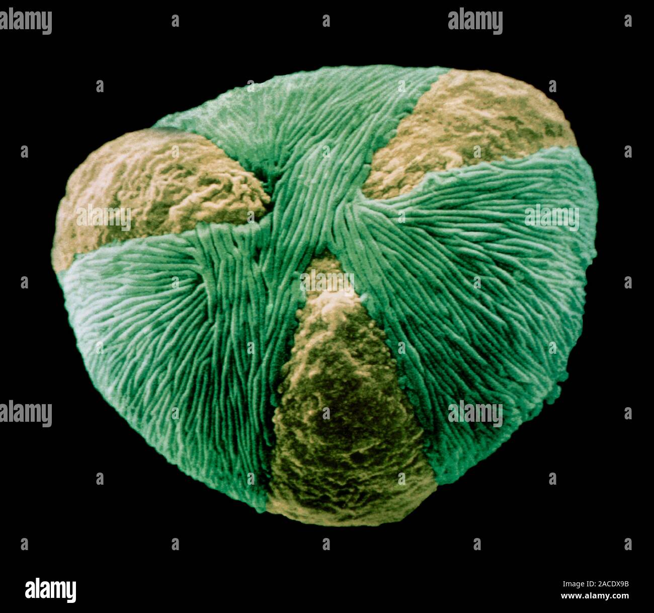 Pollen grain. Coloured scanning electron micrograph (SEM) of a pollen ...