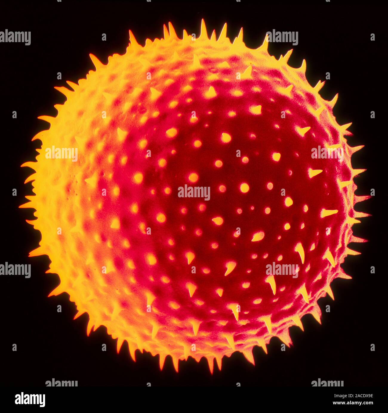 Pollen. Coloured scanning electron micrograph (SEM) of a pollen grain ...