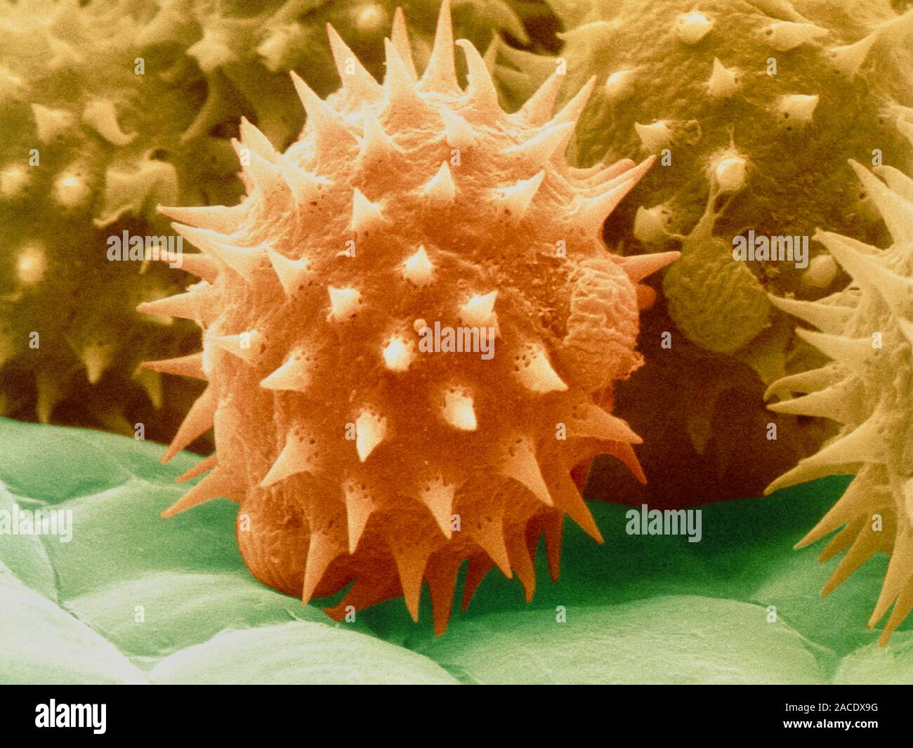 Pollen grains. Coloured Scanning Electron Micro- graph of pollen grains ...