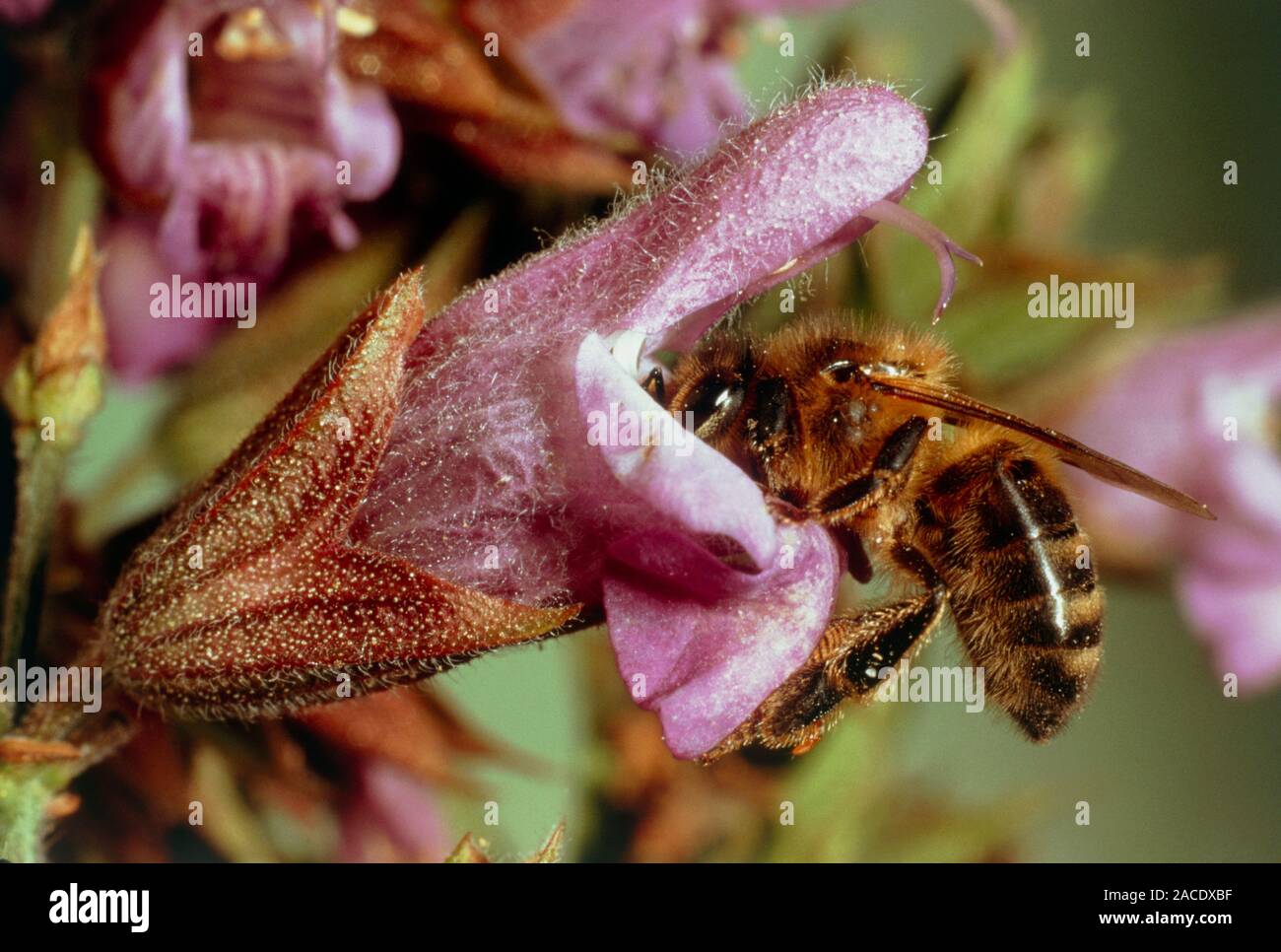Pollination. Sage flower, Salvia sp., being pollinated by a honeybee ...