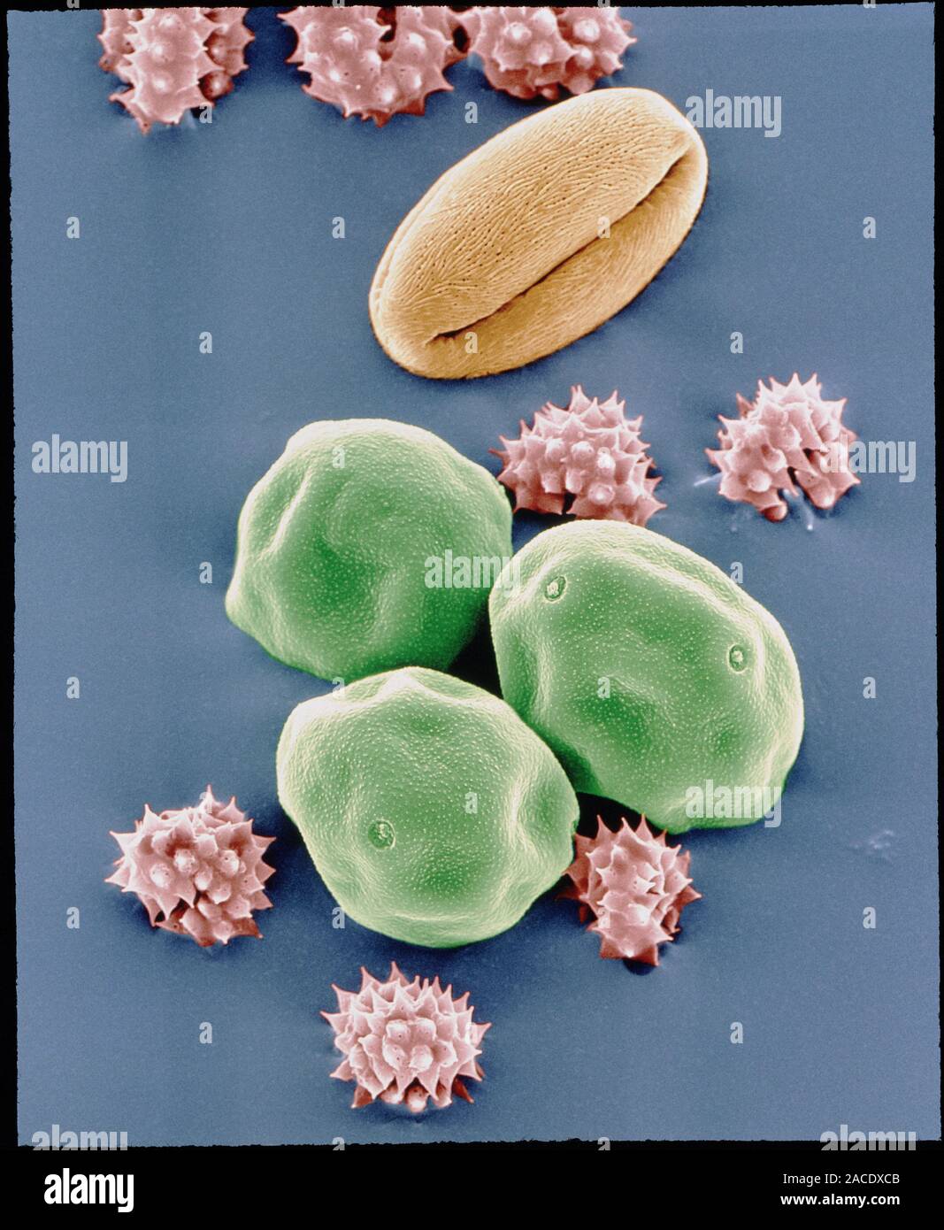Assorted pollen grains. Coloured Scanning Electron Micrograph (SEM) of ...