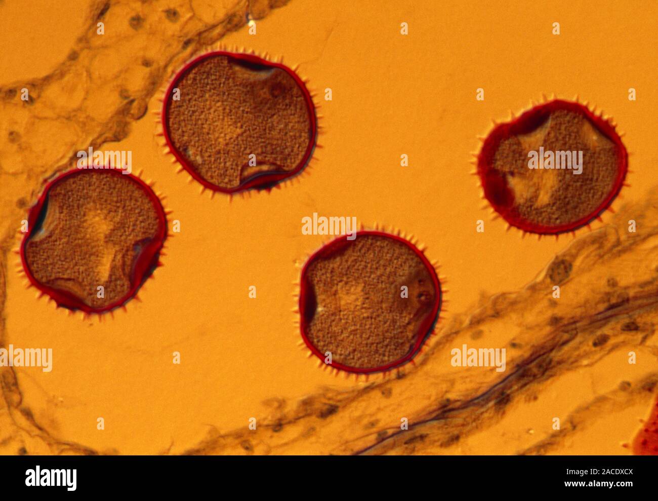 Cucurbita pollen grains. Light micrograph of cucurbita pollen grains ...