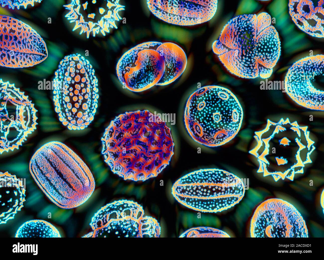 Pollen grains. Computer-enhanced image of a Scanning Electron ...