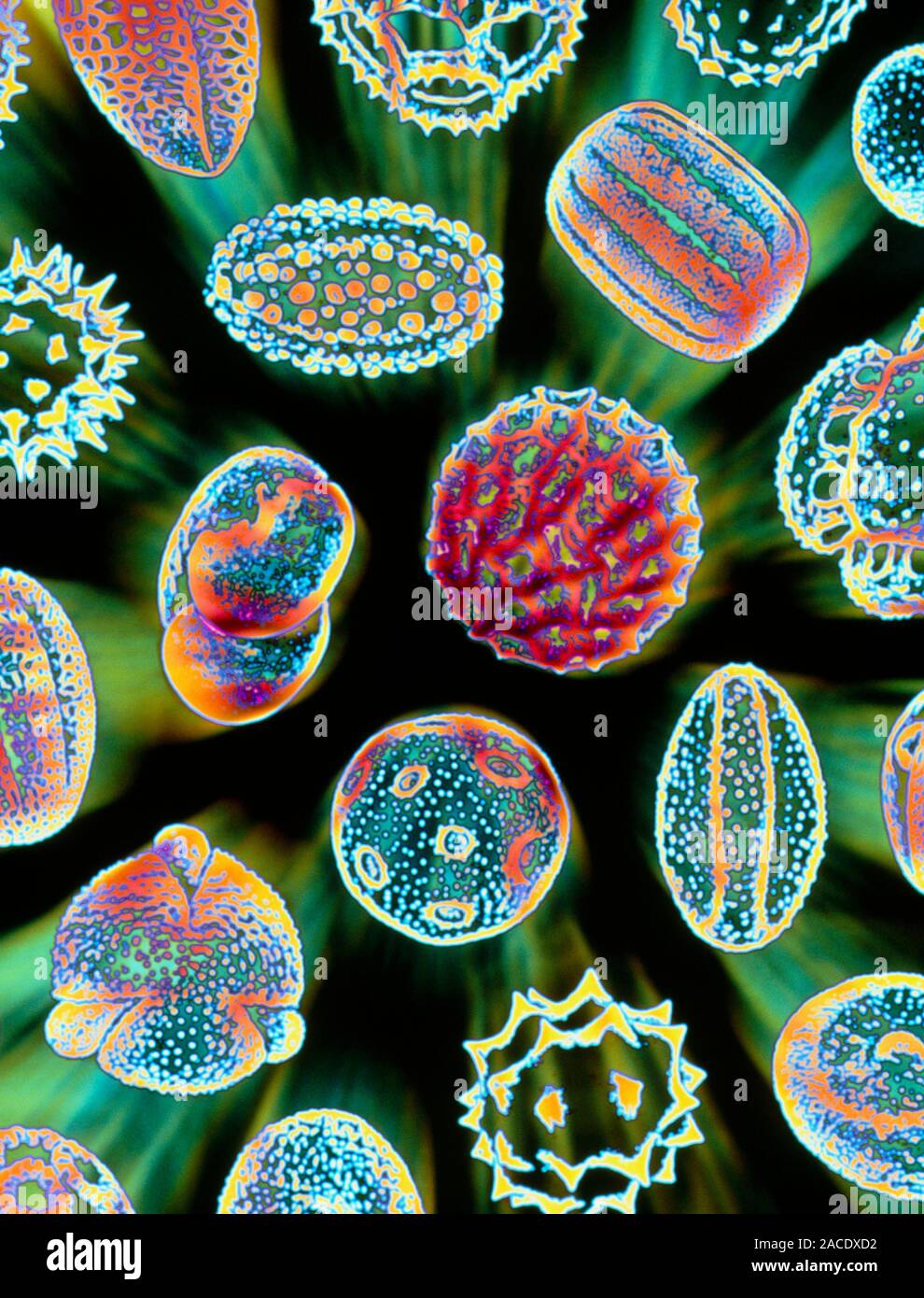 Pollen grains. Computer-enhanced image of a Scanning Electron ...