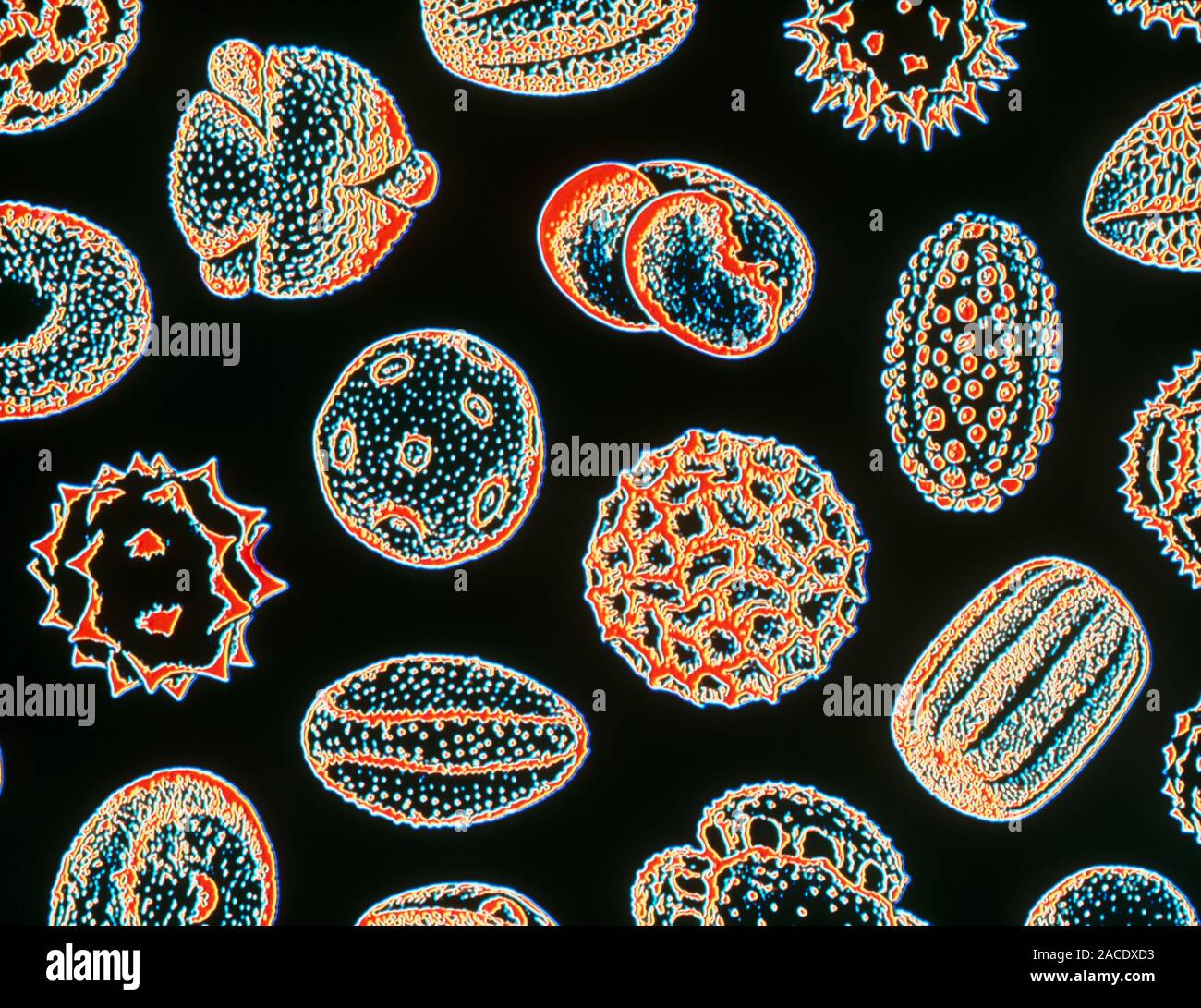 Pollen grains. Computer-enhanced image of a Scanning Electron ...