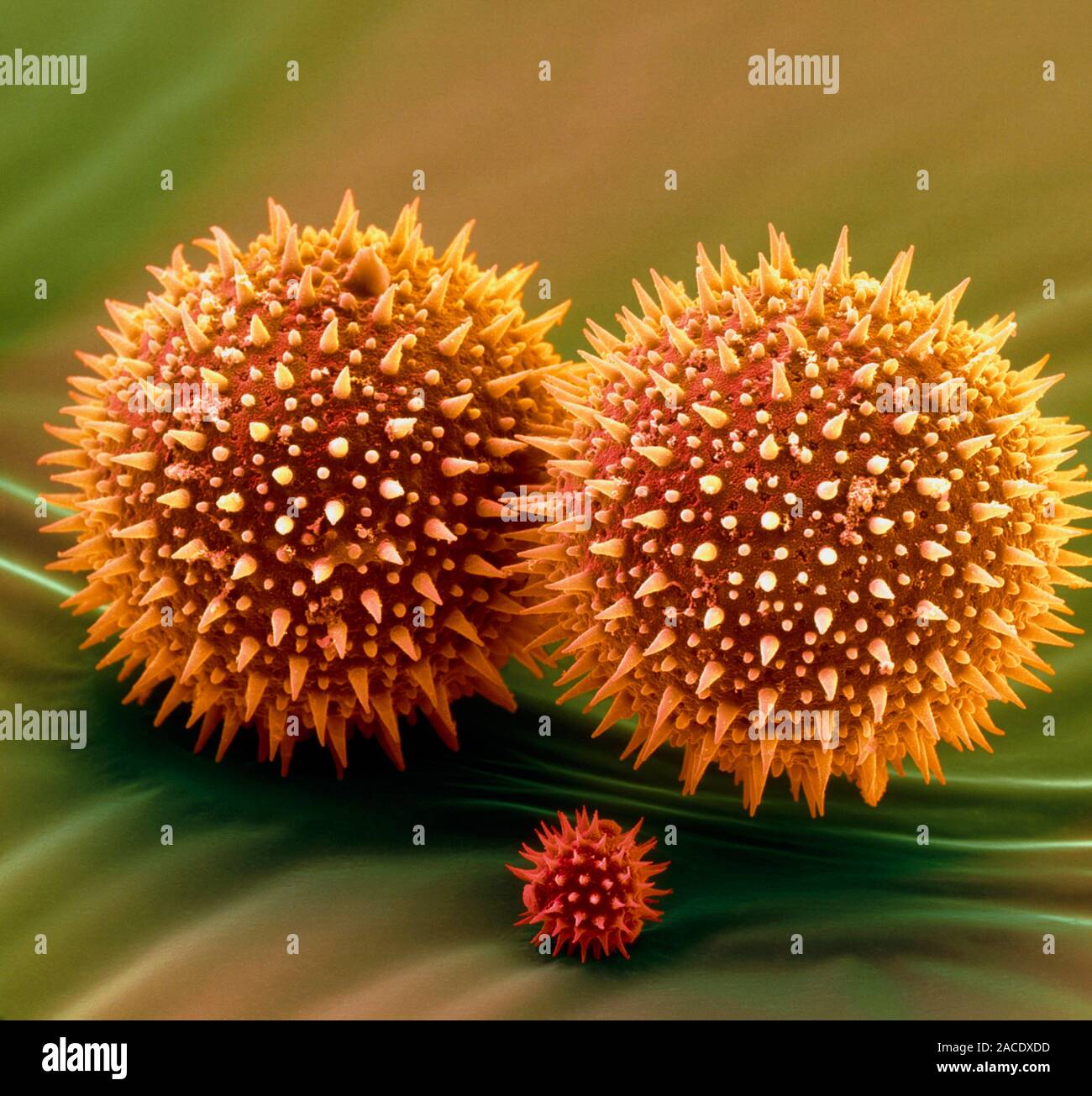 Hollyhock pollen. Coloured scanning electron micrograph (SEM) of pollen ...