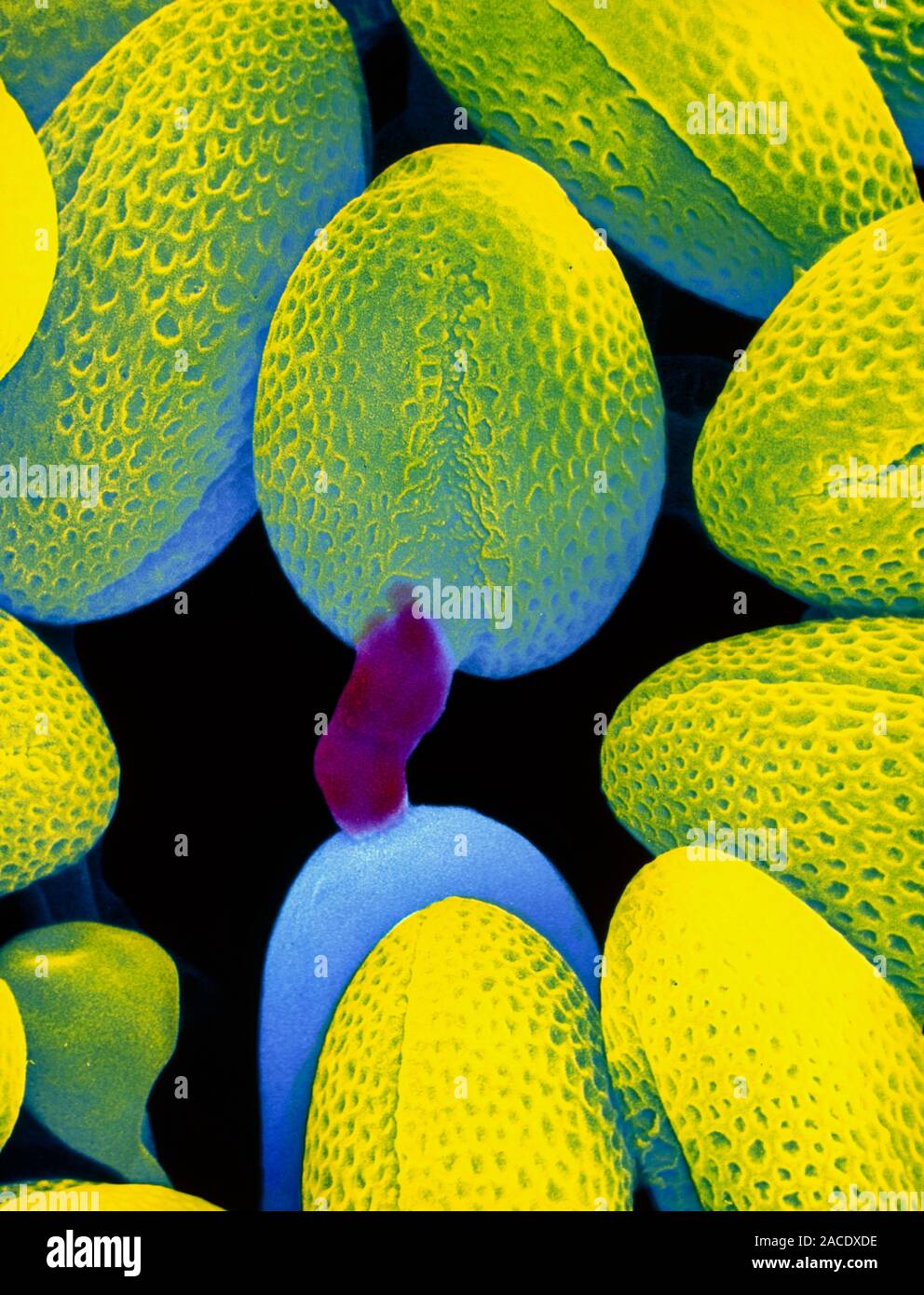 Germinating pollen grain. Coloured scanning electron micrograph (SEM ...