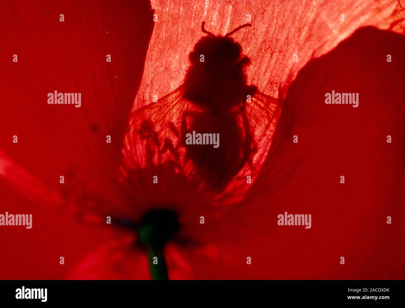 Pollination. Macrophotograph of a honeybee, Apis mellifera, silhouetted ...