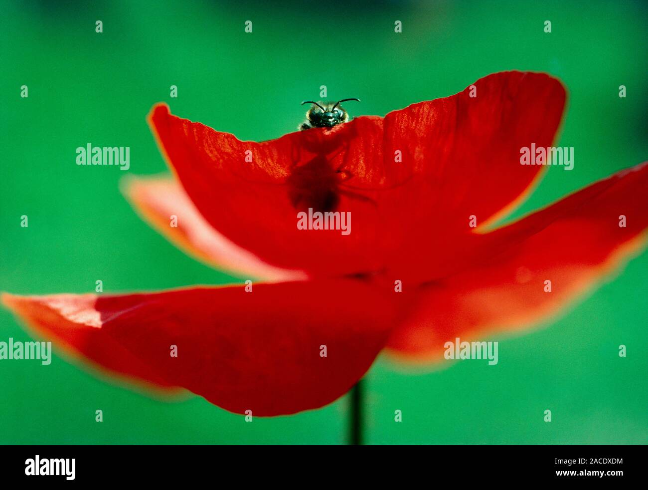 Pollination. Macrophotograph of a bee pollinating a poppy flower ...