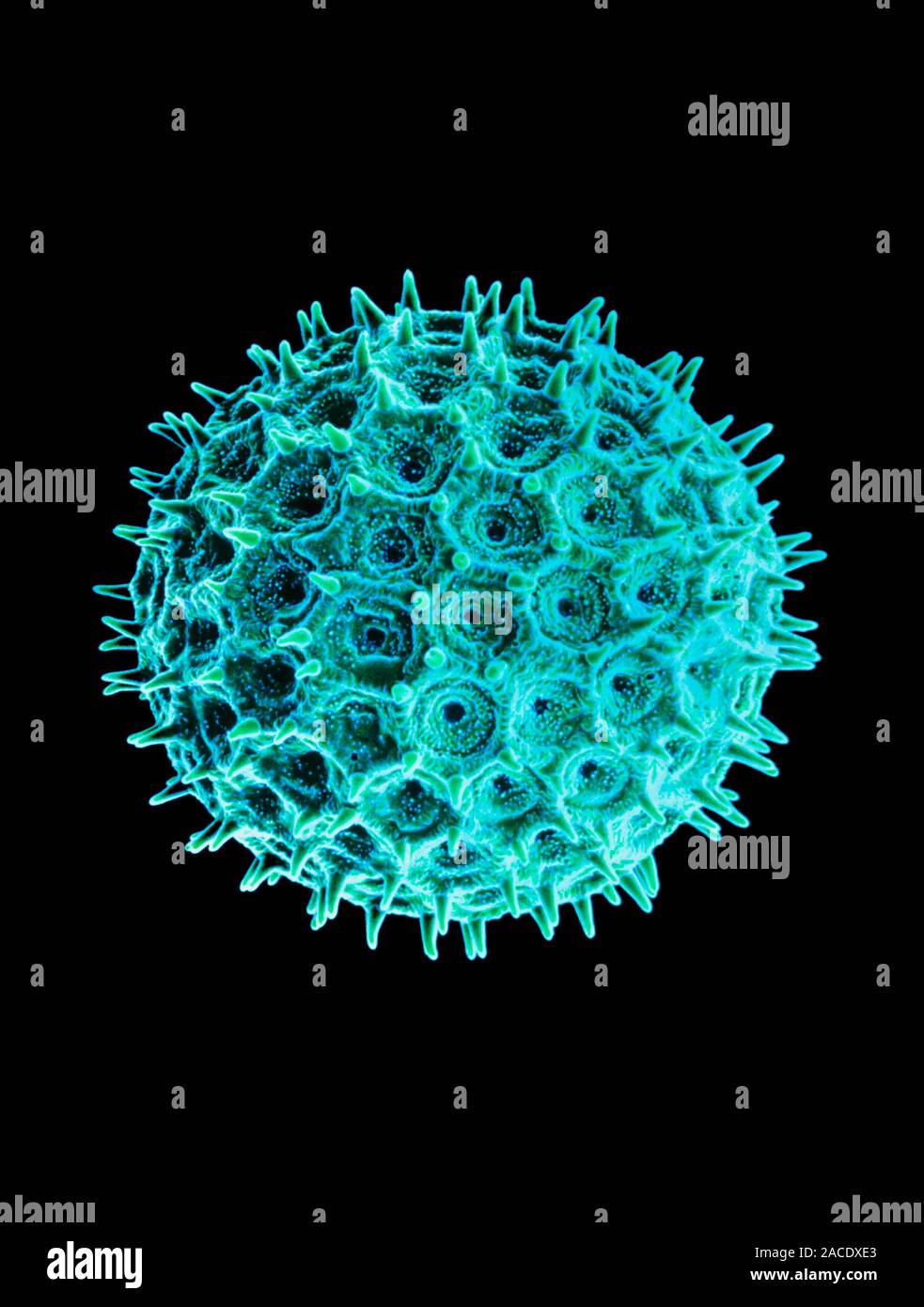 Morning Glory pollen. Coloured scanning electron micrograph of a pollen ...