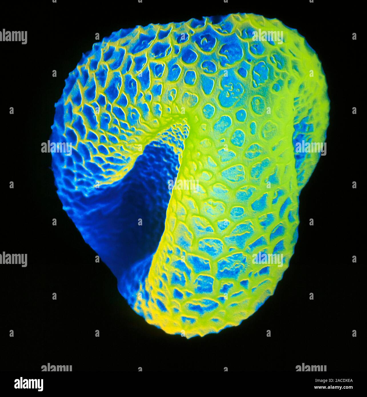 Willow pollen. Coloured scanning electron micro- graph (SEM) of a ...