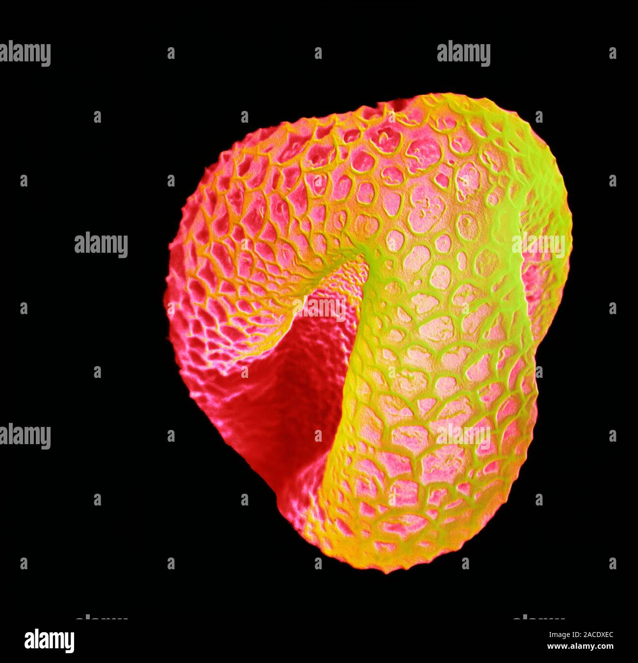 Willow pollen. Coloured scanning electron micro- graph (SEM) of a ...