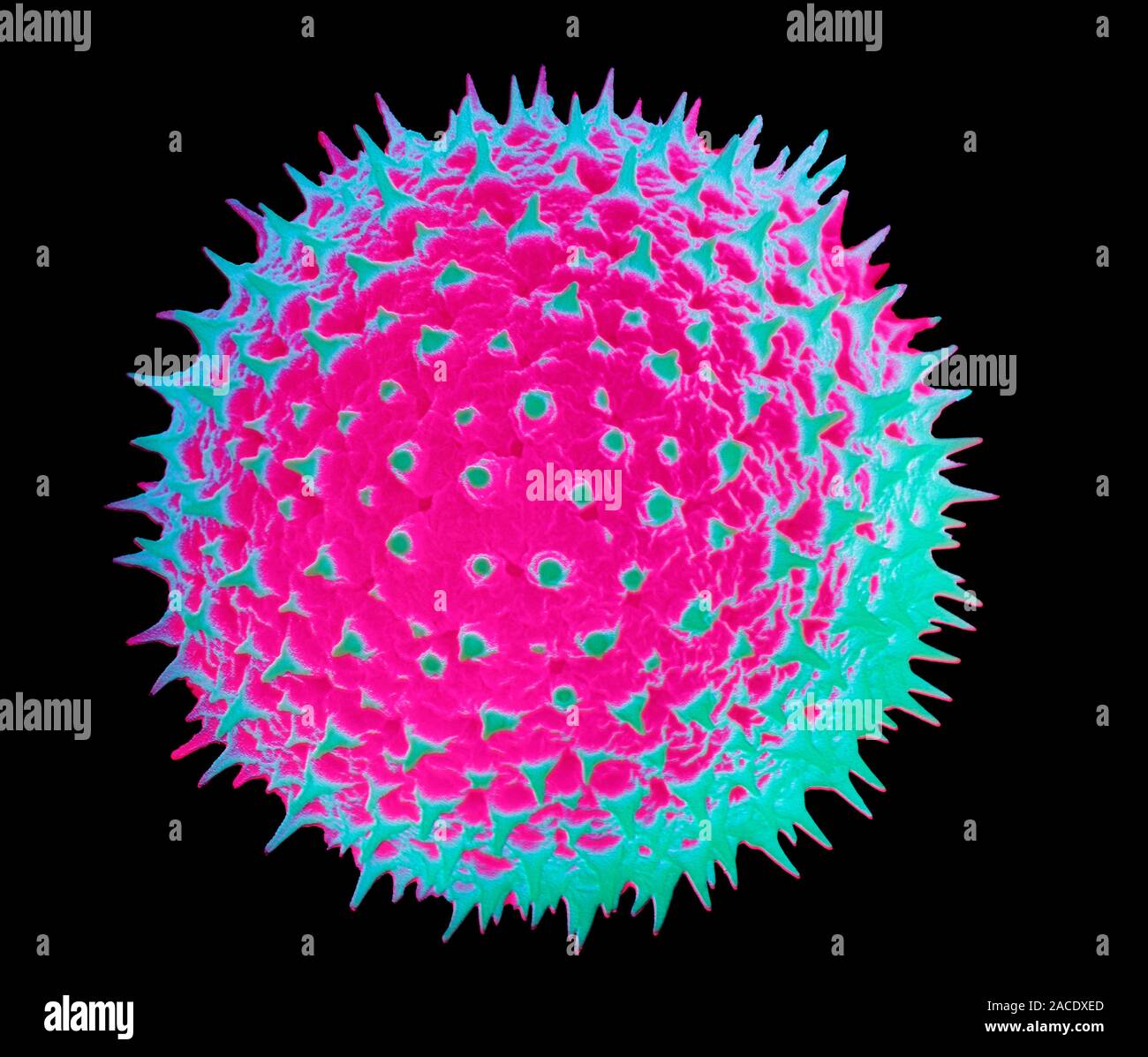 Mallow pollen. Coloured scanning electron micro- graph (SEM) of a ...