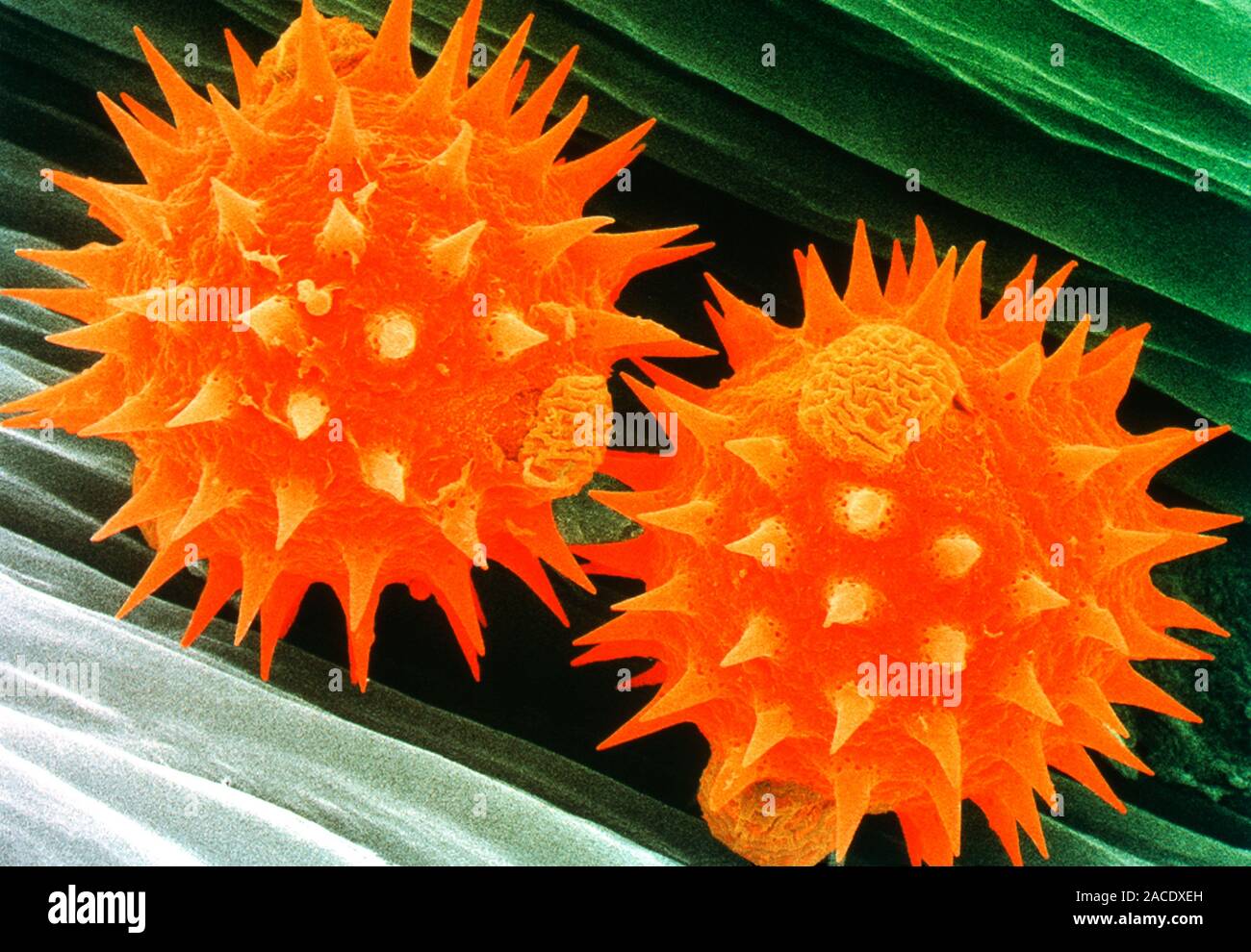 Daisy pollen. Coloured scanning electron micrograph (SEM) of pollen ...