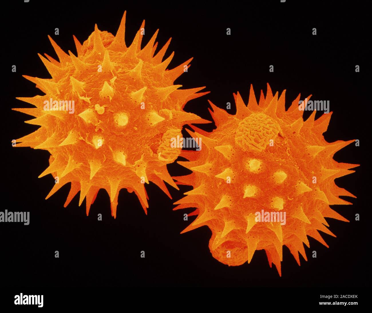 Daisy pollen. Coloured scanning electron micrograph (SEM) of two pollen ...
