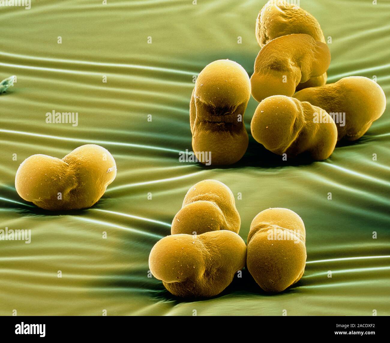 Silver fir pollen grains. Coloured scanning electron micrograph (SEM ...
