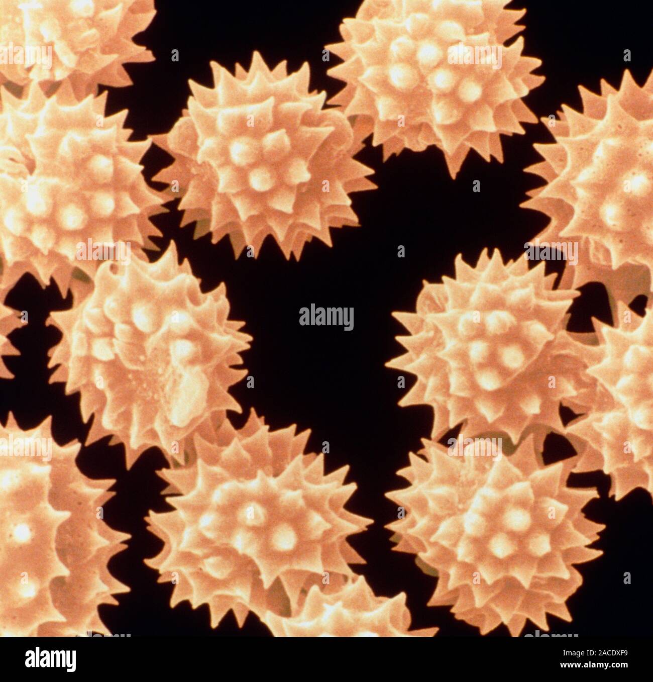 Goldenrod pollen. Coloured scanning electron micrograph (SEM) of pollen ...