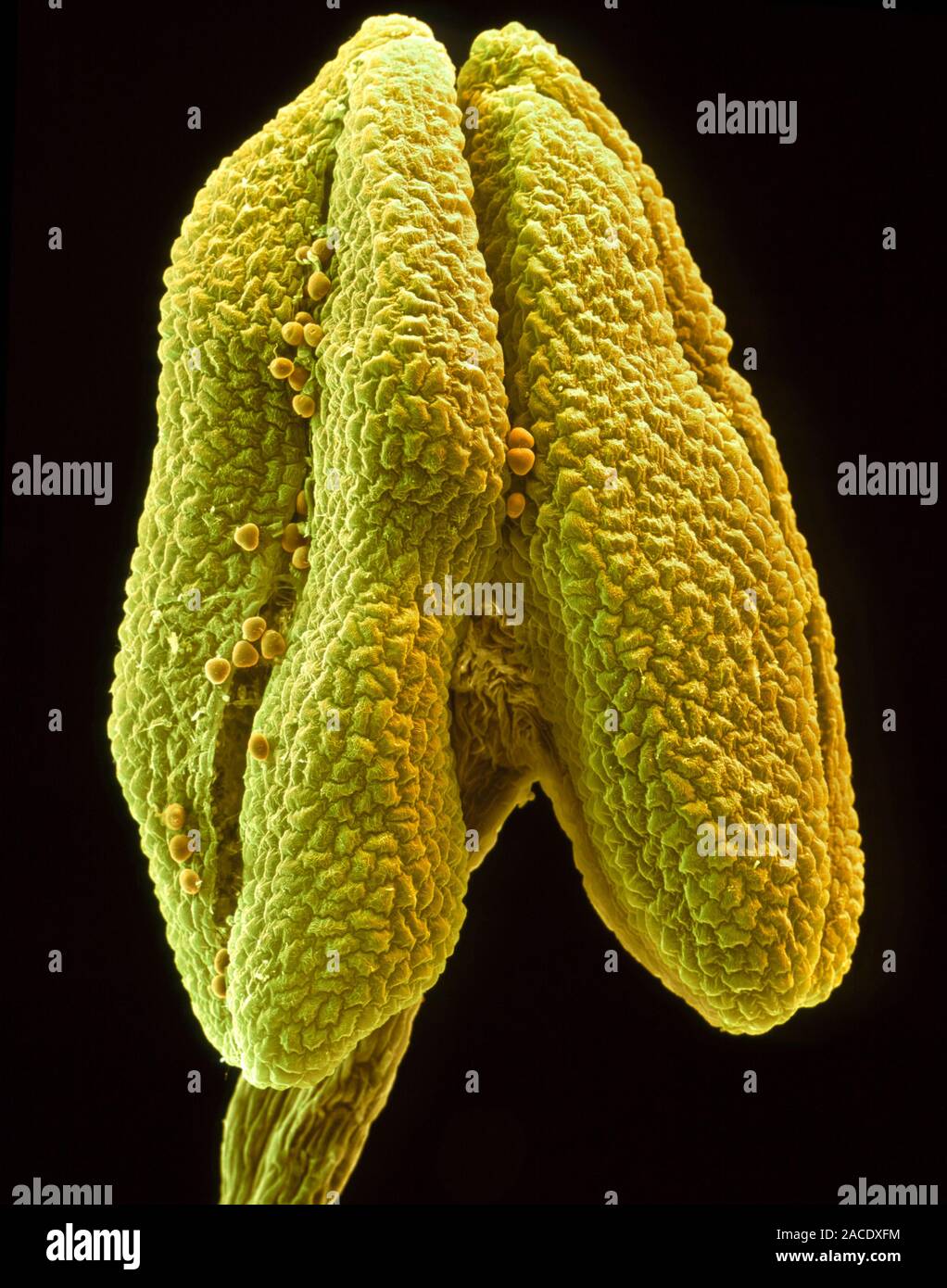 Lime anther and pollen grains. Coloured scanning electron micrograph ...